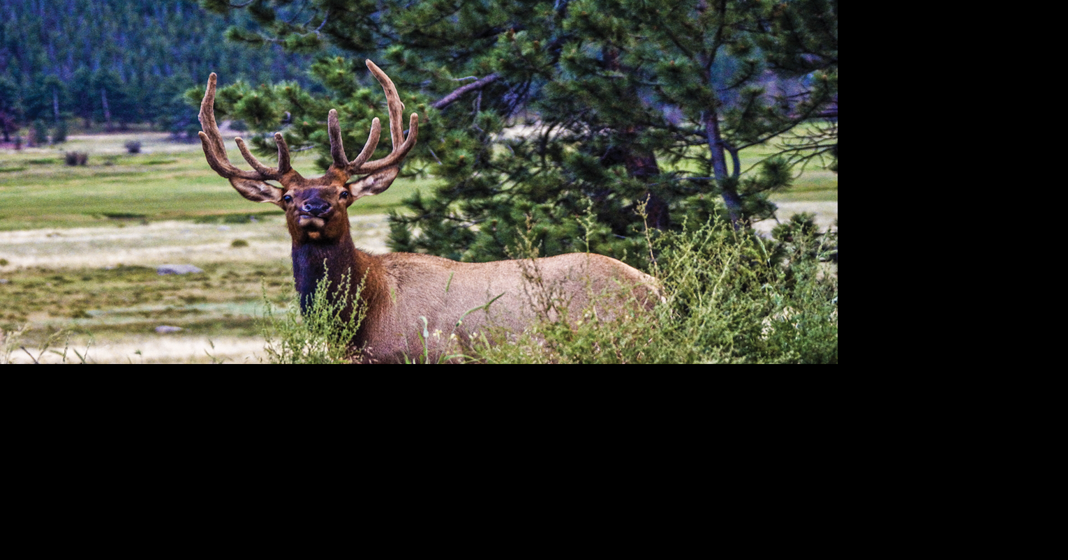 GF&P finalizes elk license numbers 63% increase in antlerless tags ...