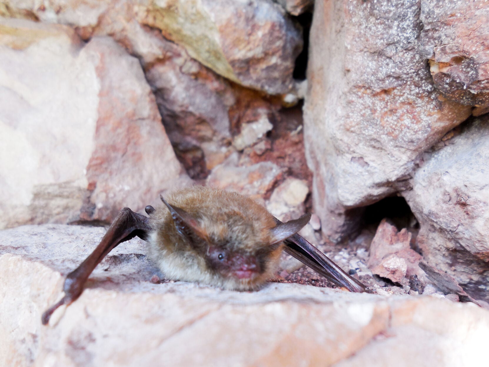 Three bats test positive for rabies in Wind Cave | Local News ...