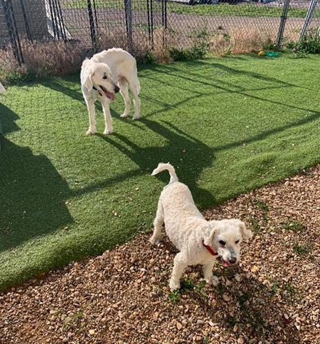 Sturgis ordinance change could help pet owners | Local News | bhpioneer.com