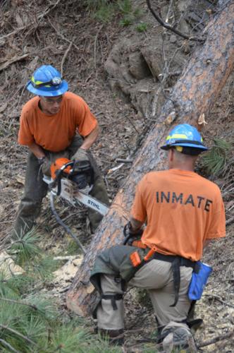 Firewise crews work to clean up forest | Local News | bhpioneer.com
