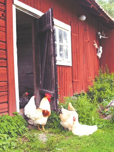 Whitewood begins work on chicken ordinance | Local News | bhpioneer.com
