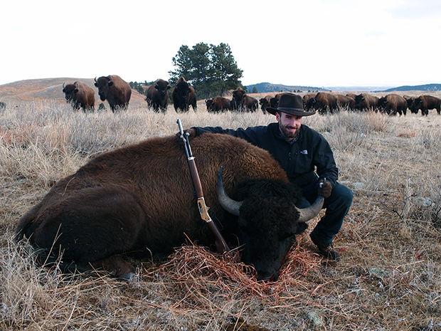An American buffalo hunt | Local News | bhpioneer.com