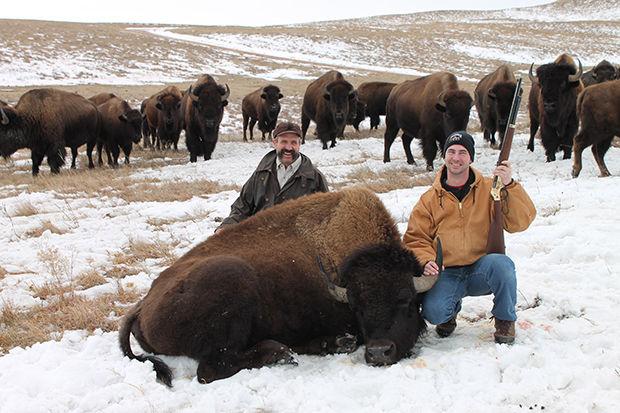 Bagging a bison | Local News | bhpioneer.com