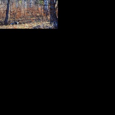 County requests cooperating agency status from National Forest Service ...