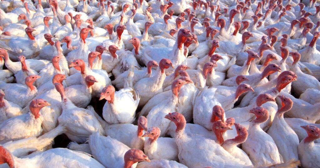 Avian flu found in SD, ND turkeys | Local News | bhpioneer.com