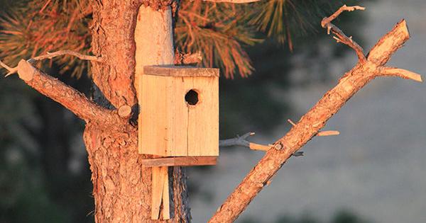 Stalking the neighbors | Outdoors | bhpioneer.com