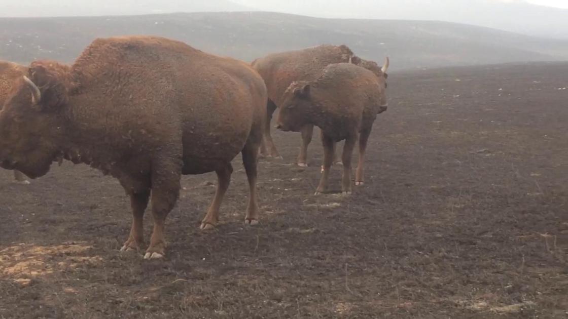 Did thick hides protect bison from fire? | | bhpioneer.com