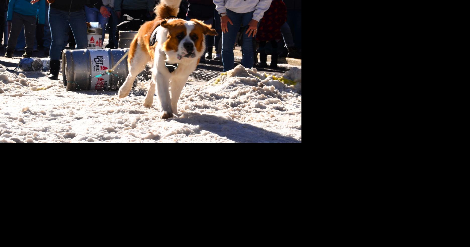 Make way for the K-9 Keg Pull this weekend | Local News | bhpioneer.com