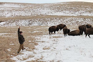 Bagging a bison | Local News | bhpioneer.com