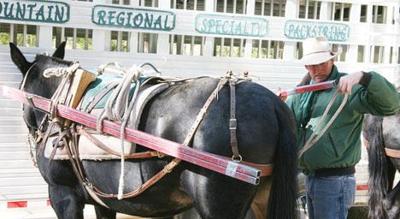 Pack mule string keeps traditional work alive for Forest Service ...