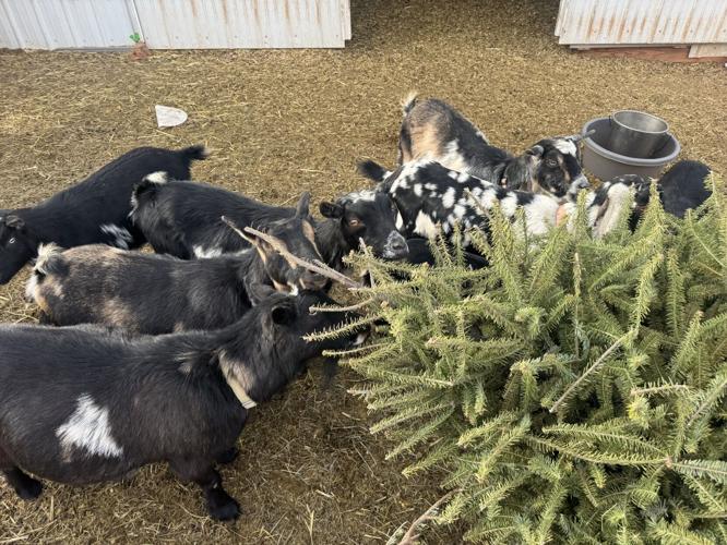 After the holidays, Christmas trees feed goats — and community bon ...