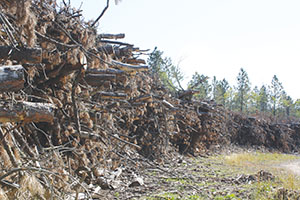 Drought causes ips beetle to cause more damage | Local News | bhpioneer.com