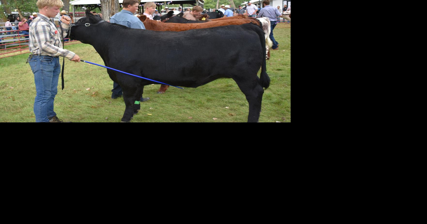 Youth learn showmanship in Open Class beef show | | bhpioneer.com
