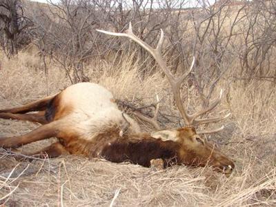 Winter-killed elk left behind a tale to tell | Local Sports | bhpioneer.com