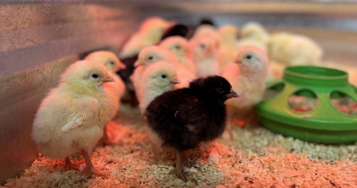 Chicken Run — Growing interest in backyard flocks, has retailers ...