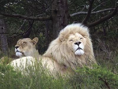 The white lions of Timbavati | Local News | bhpioneer.com