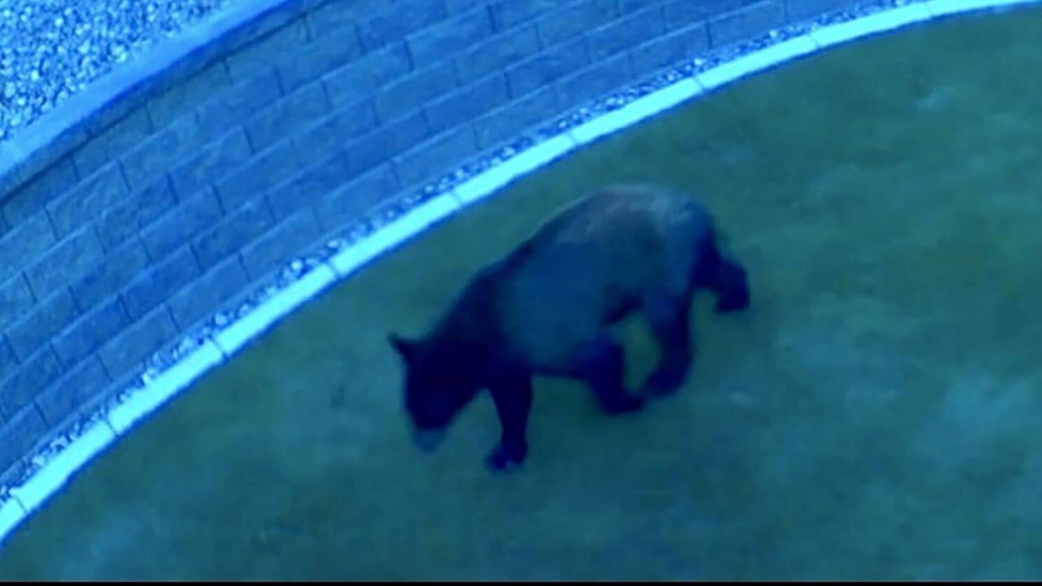Bear spotted in Sandstone | Local News | bhpioneer.com