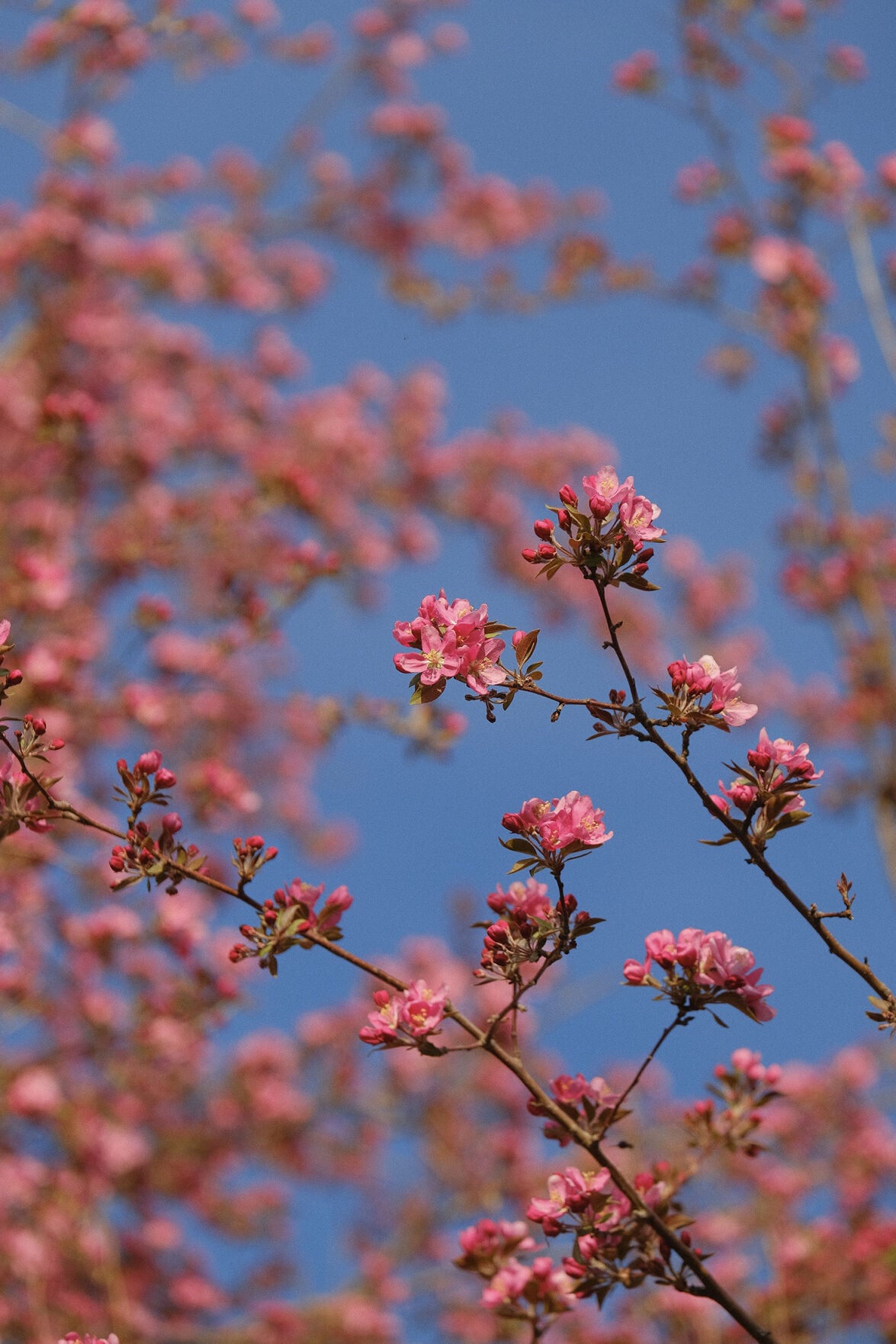 Spearfish named a ‘2025 Tree City USA’ by Arbor Day Foundation | Local ...