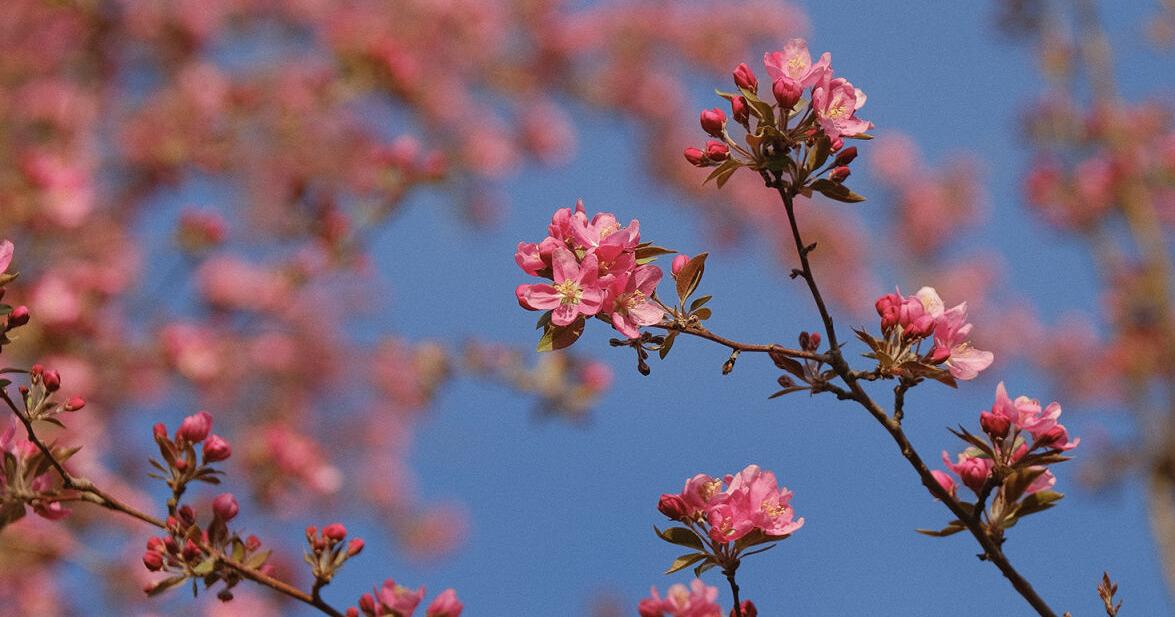 Spearfish named a ‘2025 Tree City USA’ by Arbor Day Foundation | Local ...