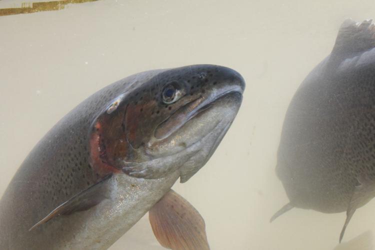 Study shows D.C. Booth Fish Hatchery contributes $7.4 million to local ...