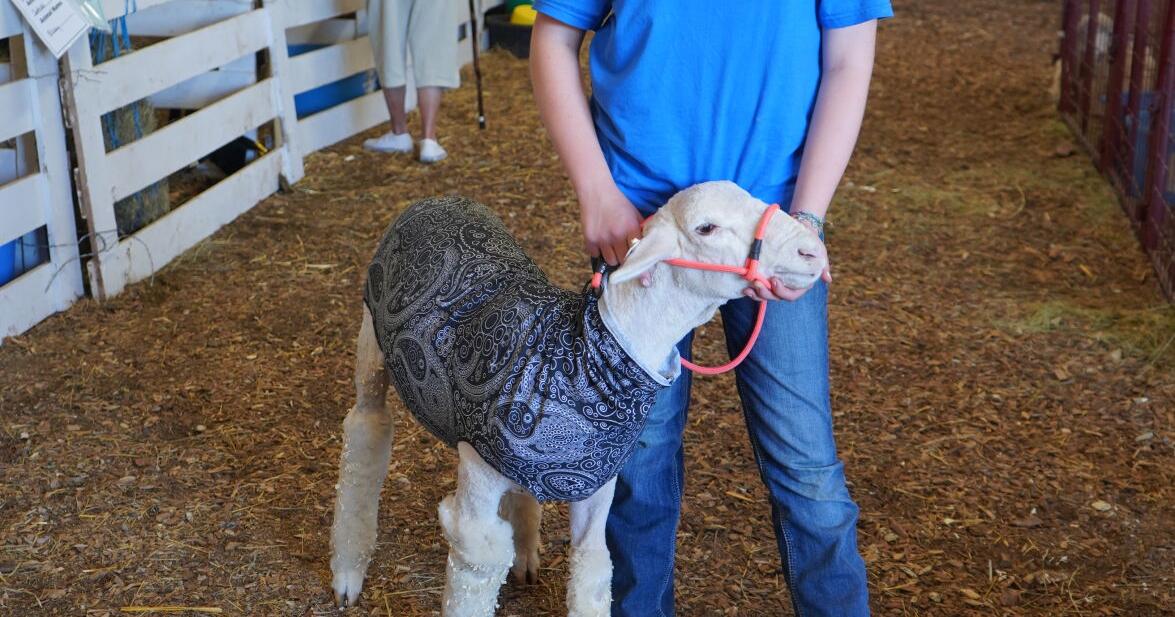 Meade County Fair draws large crowd | Local News | bhpioneer.com
