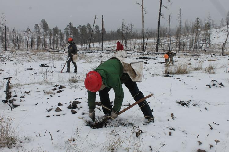 Reforestation efforts begin in Black Hills National Forest post-Fish ...