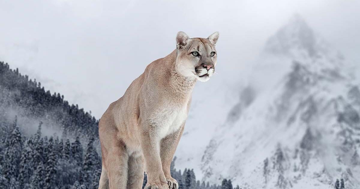 Sheriff’s Department releases report mountain lion killing | News ...