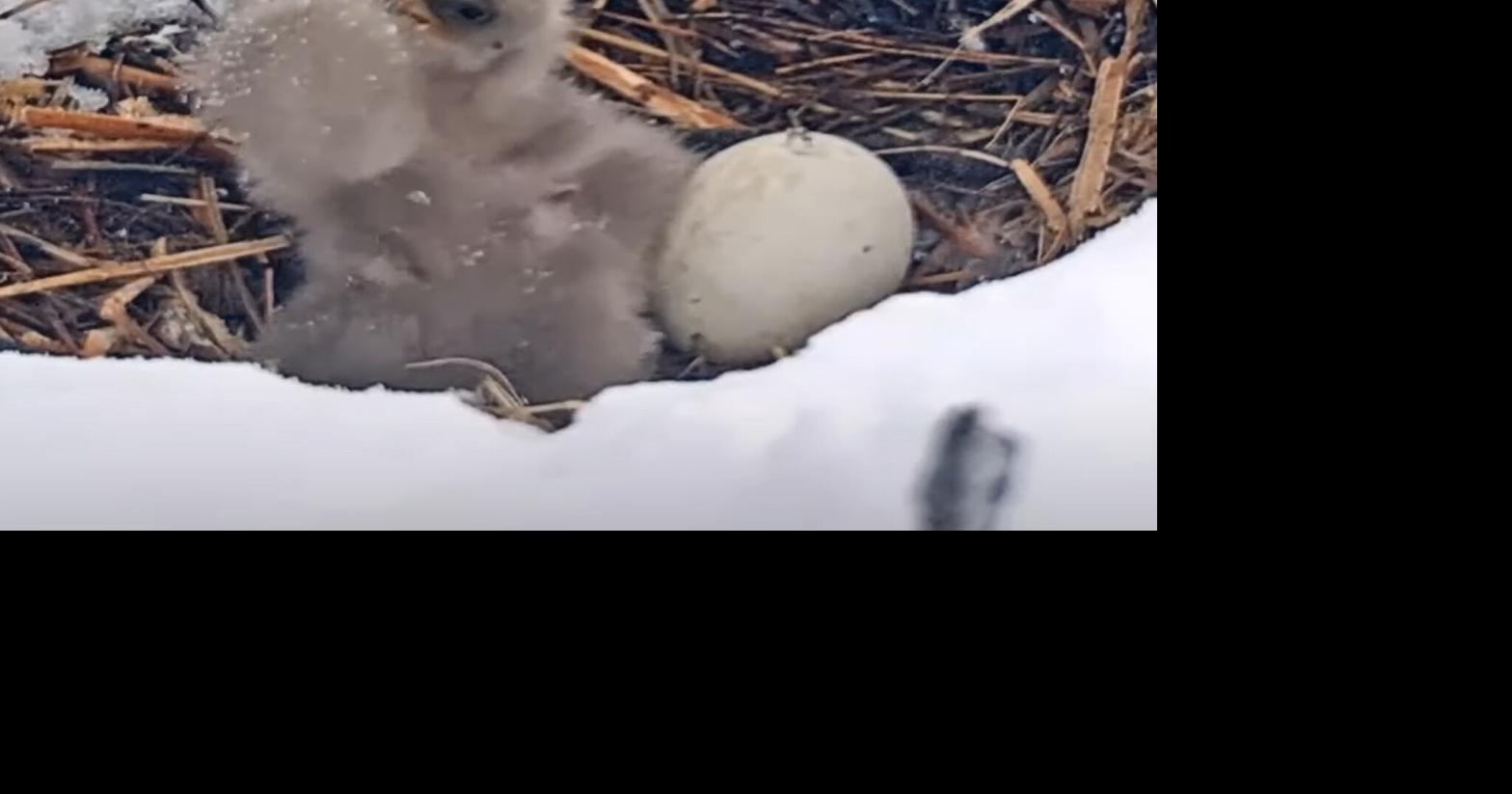 A third pip for Jackie and Shadow | News | bigbeargrizzly.net