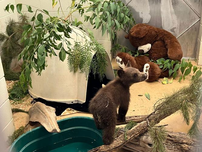 Orphaned bear cubs reunited | News | bigbeargrizzly.net