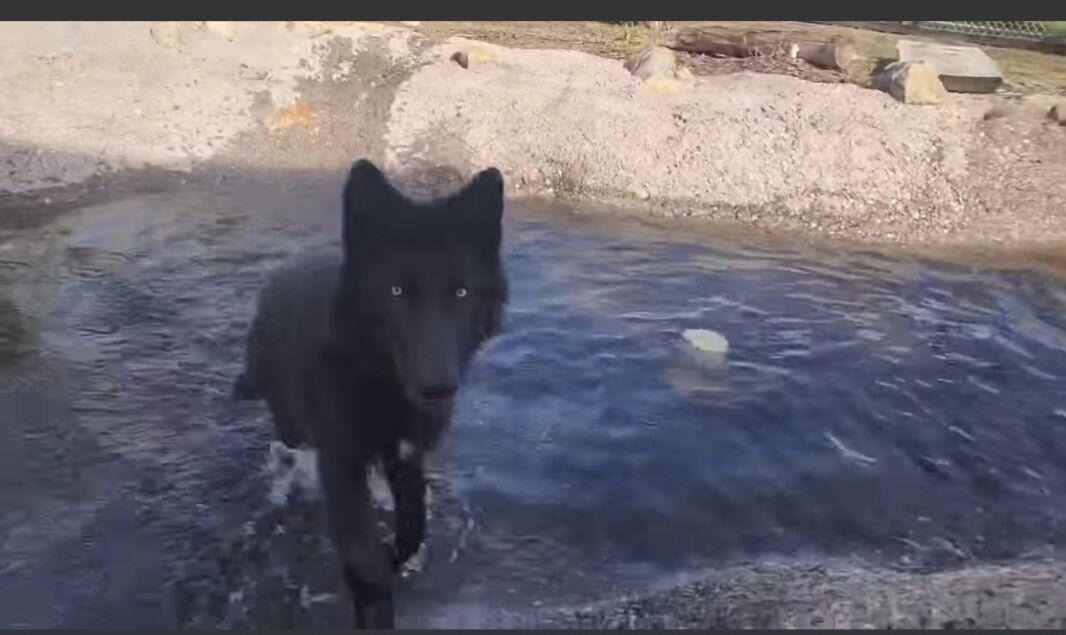 Wolf pups join zoo family in time for Howl-o-ween | News ...