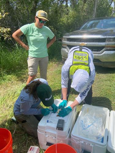 Fish tested for forever chemicals | News | bighorncountynews.com