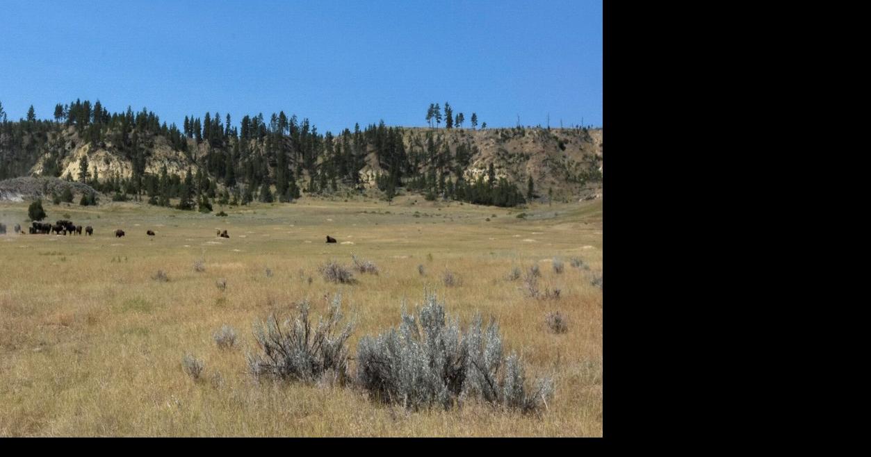Beloved Buffalo: Northern Cheyenne Indian Reservation Find the Balance ...