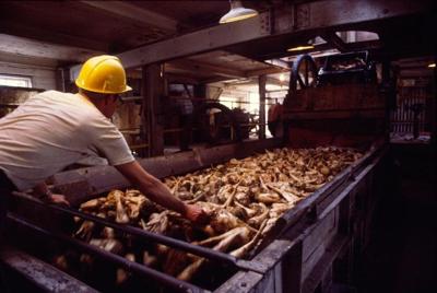 sugar beet processing plant