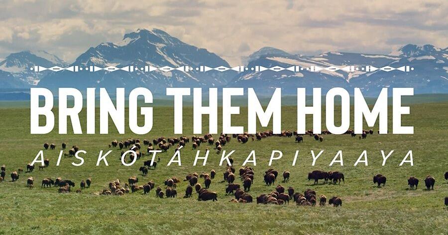 'Bring Them Home': Buffalo comeback documentary screening in Big Timber ...