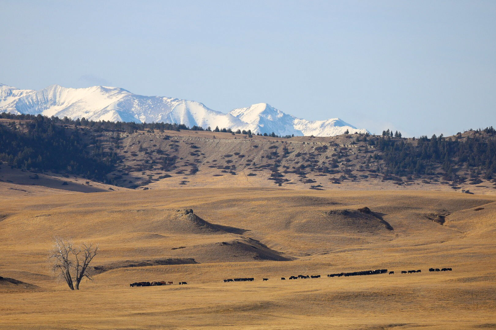 On the feed line | News | bigtimberpioneer.net