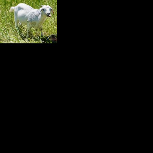 Goodbye goats! | News | bigtimberpioneer.net