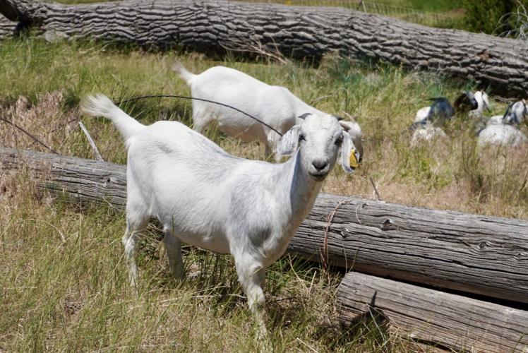 Goodbye goats! | News | bigtimberpioneer.net
