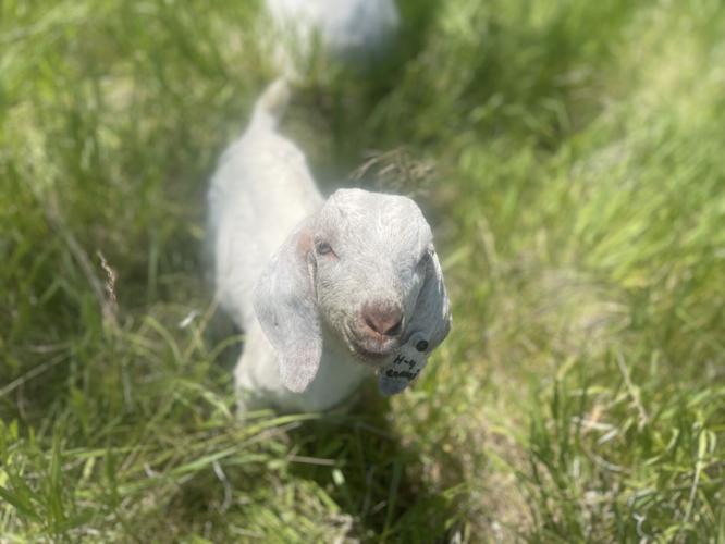 Goodbye goats! | News | bigtimberpioneer.net