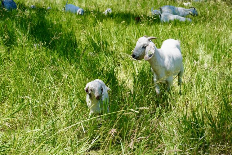 Goodbye goats! | News | bigtimberpioneer.net