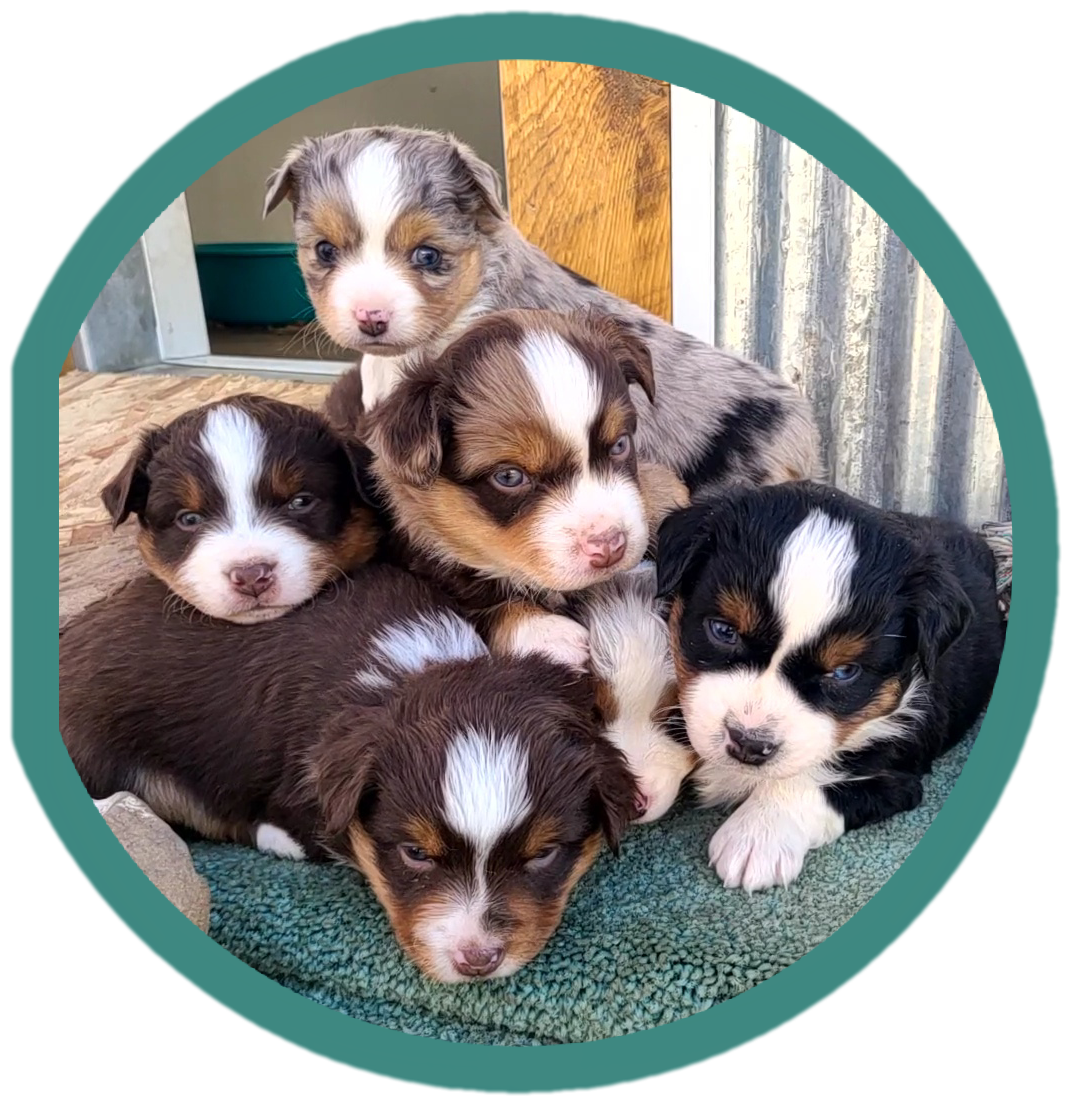 Registered MINI AUSSIE PUPPIES