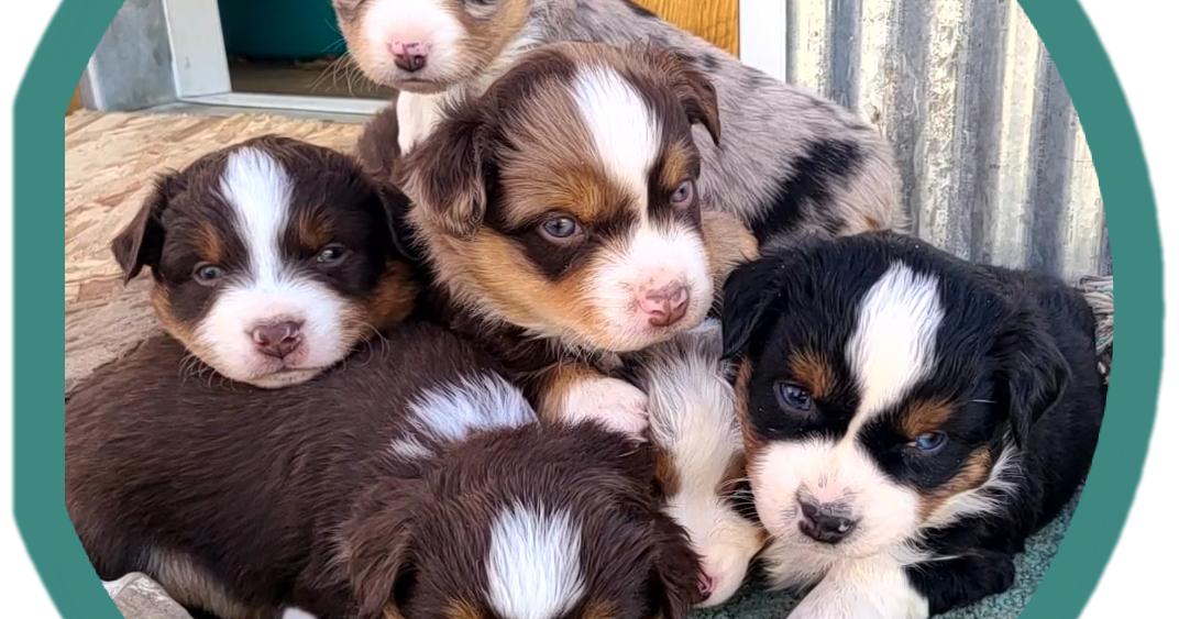 Registered MINI AUSSIE PUPPIES