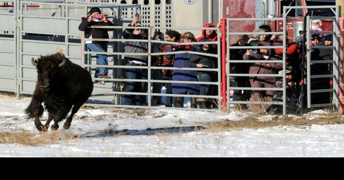 Shipment of bison arrives at Fort Peck reservation