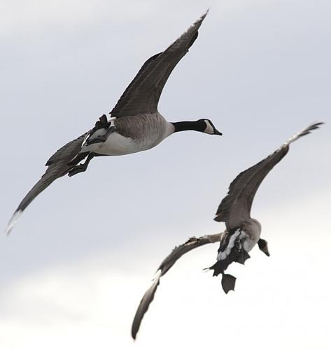Goose count jumps