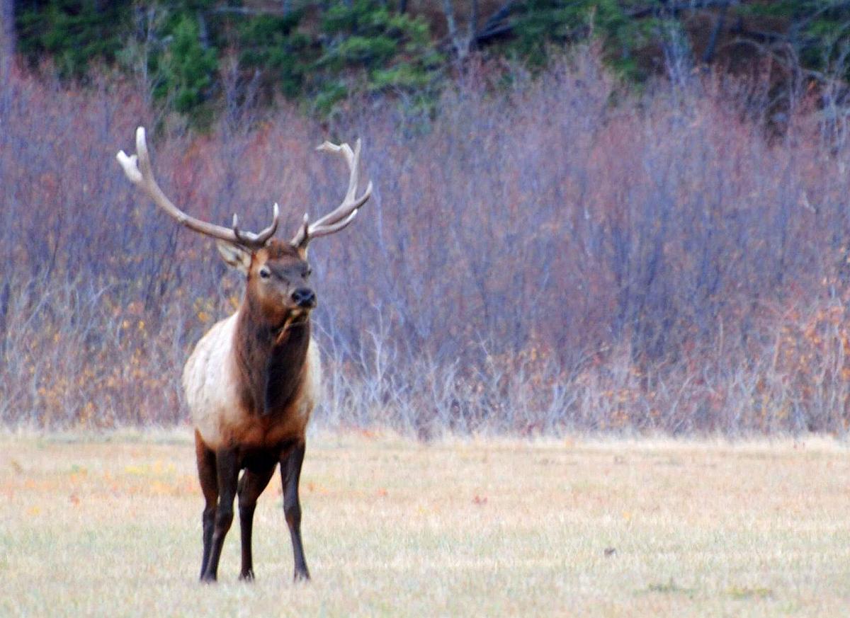 Elk management Zoom meeting Sept. 26
