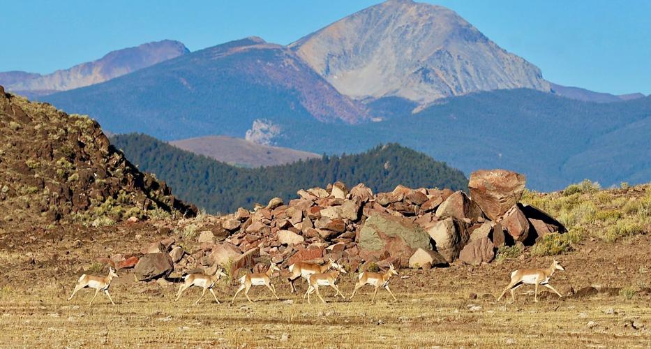 Panel begins review of the longest intact pronghorn migration in North ...