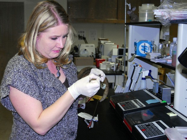 Wyoming Game Dept Lab Is Csi Of Wildlife Forensics
