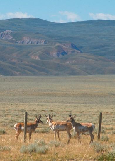 Feature Photos: Where the antelope play