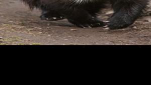 Zoo wolverine takes center stage on Endangered Species Day | Local News ...