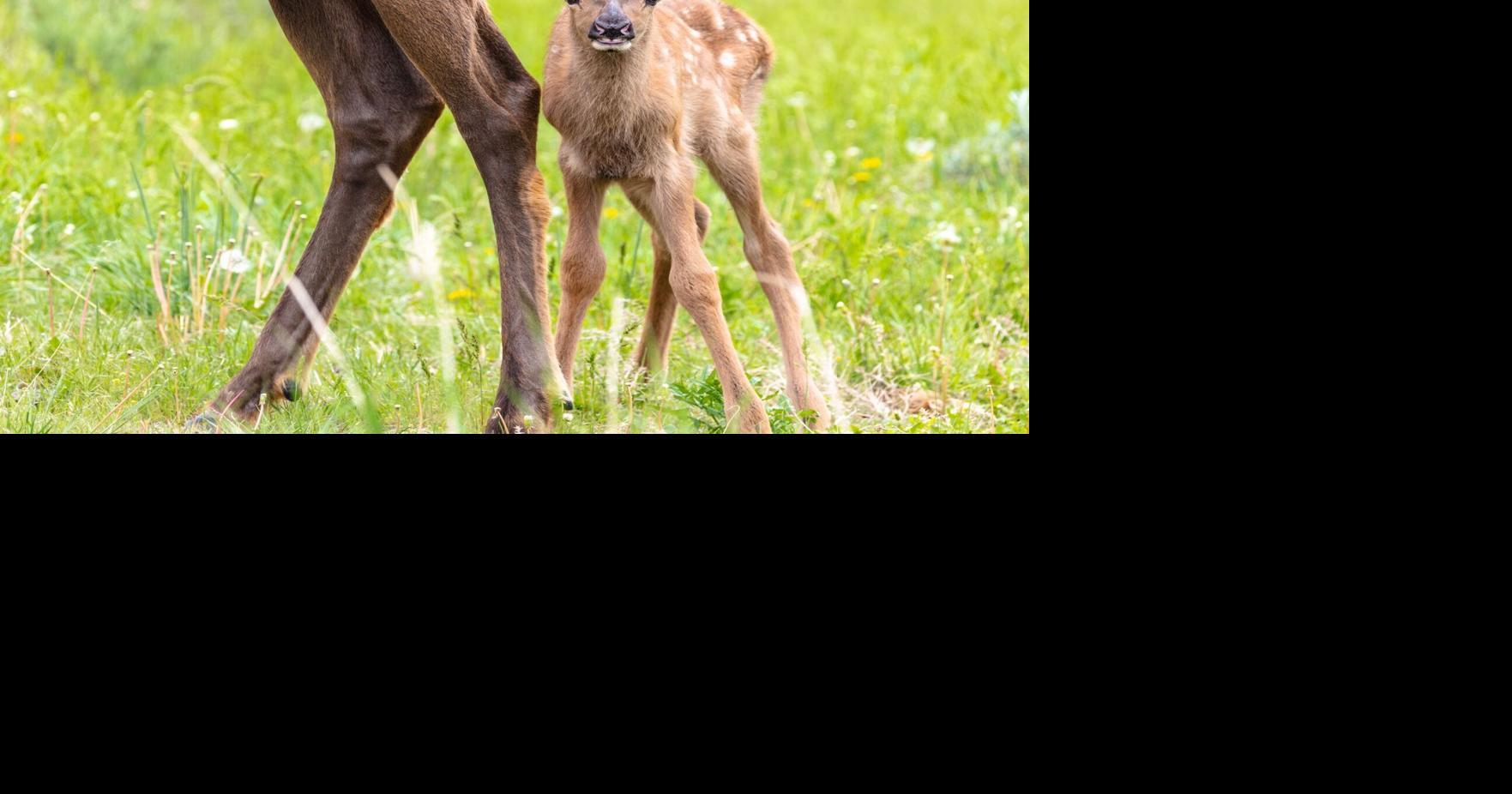 Tourists pick up elk calf, take it to police station; 2 black bears ...