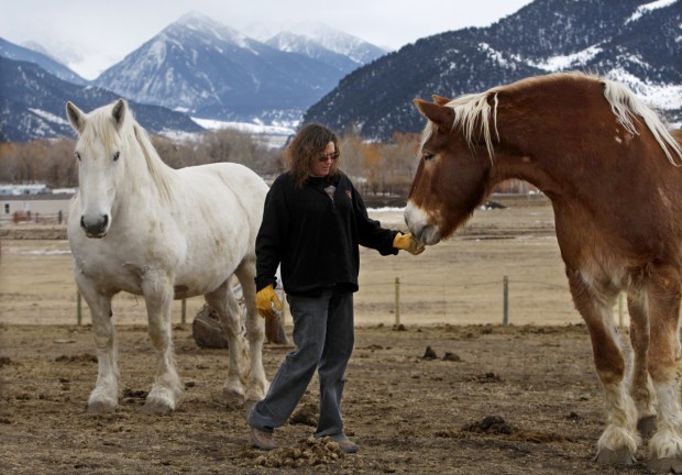 Livingston woman provides a home for aging draft horses